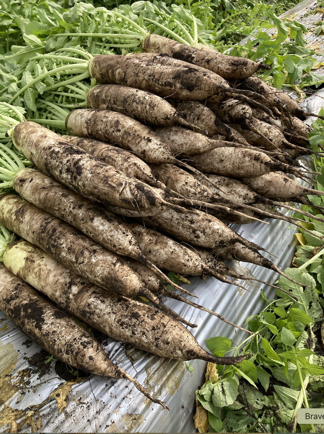 スクリーンショット 2026-01-15 15.06.12 | COCO真庭～COCOMANIWA～